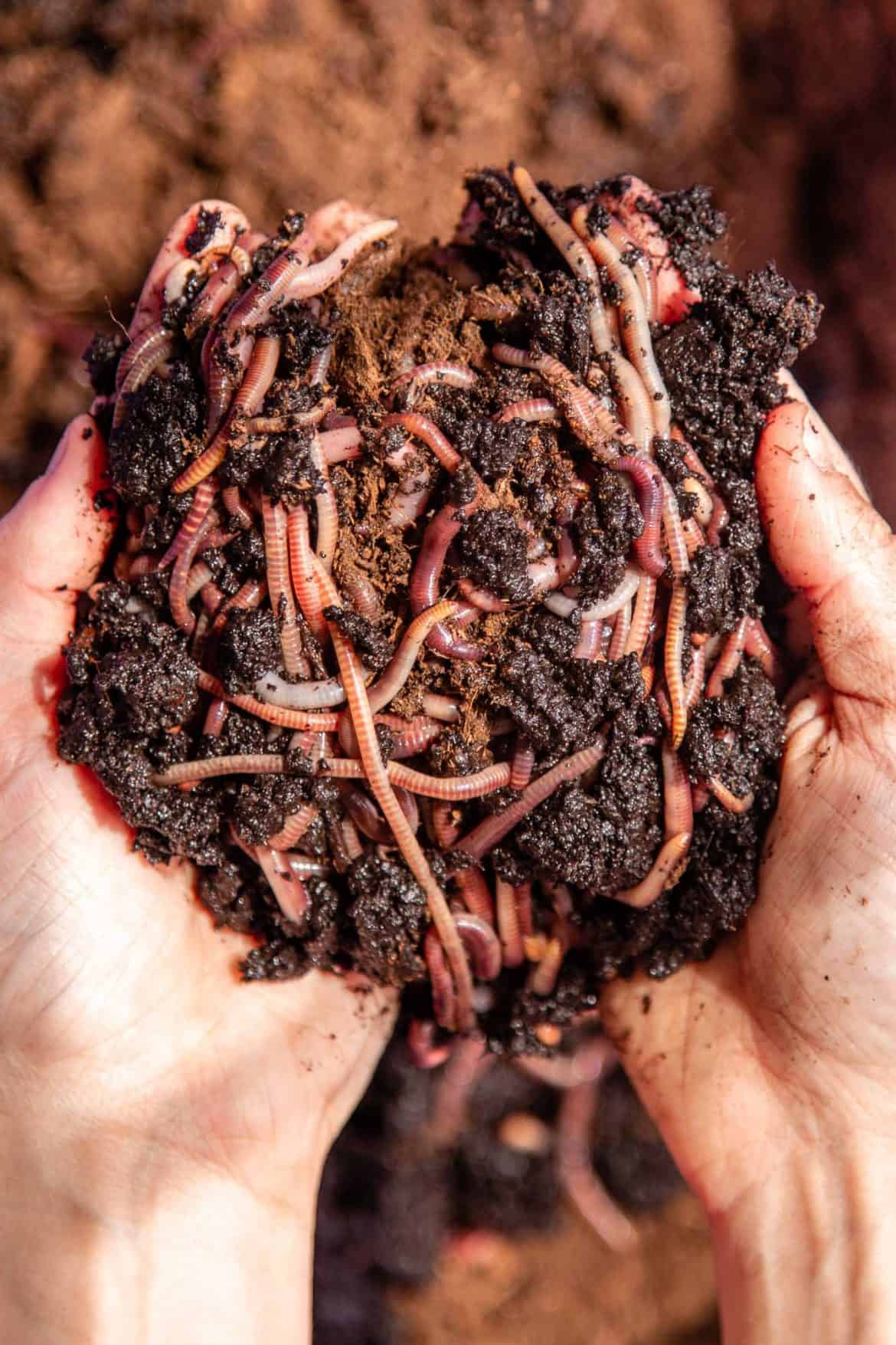 How to Compost With an Earthworm Farm • Cultured Guru