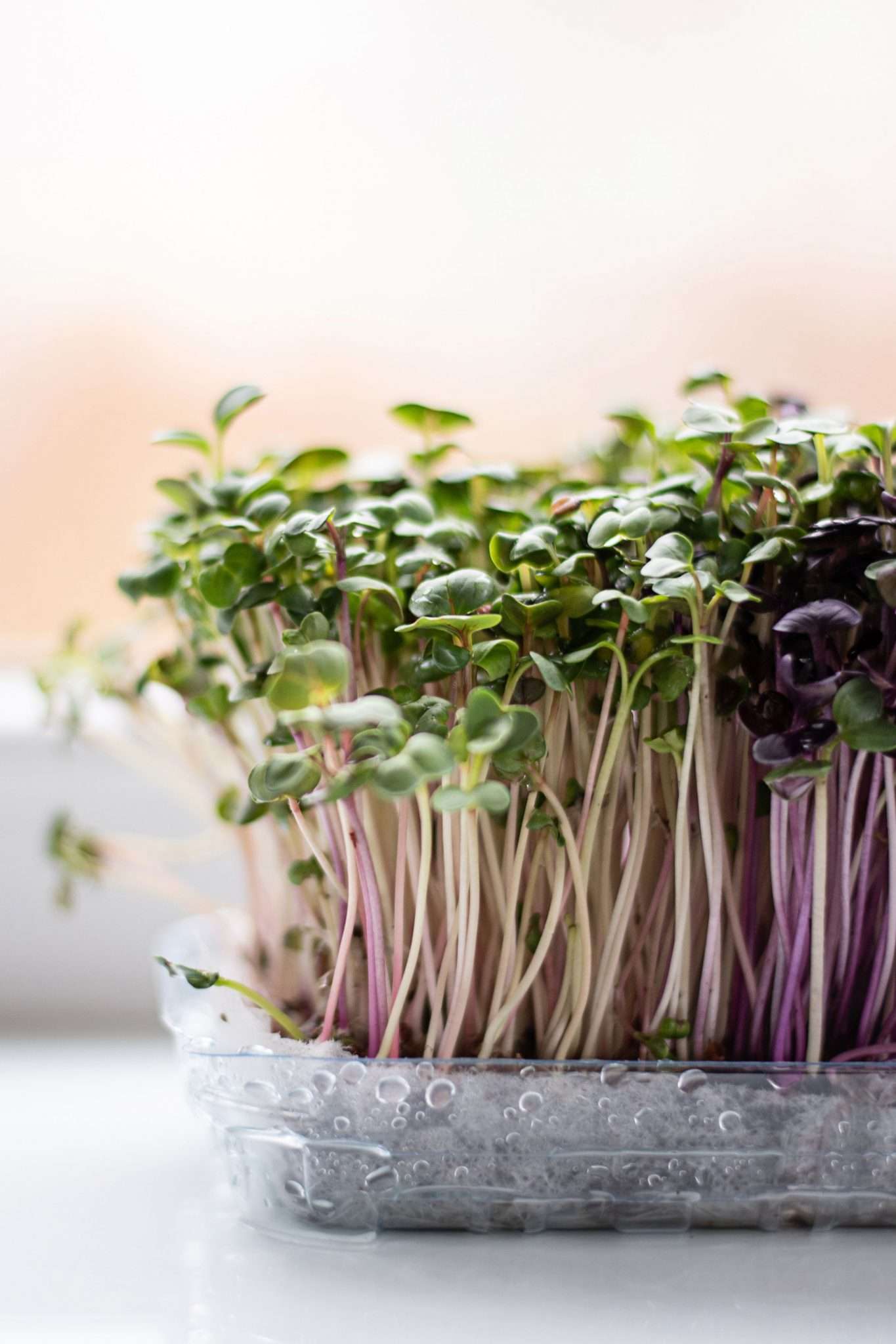 The Gut Health Benefits of Microgreens • Cultured Guru