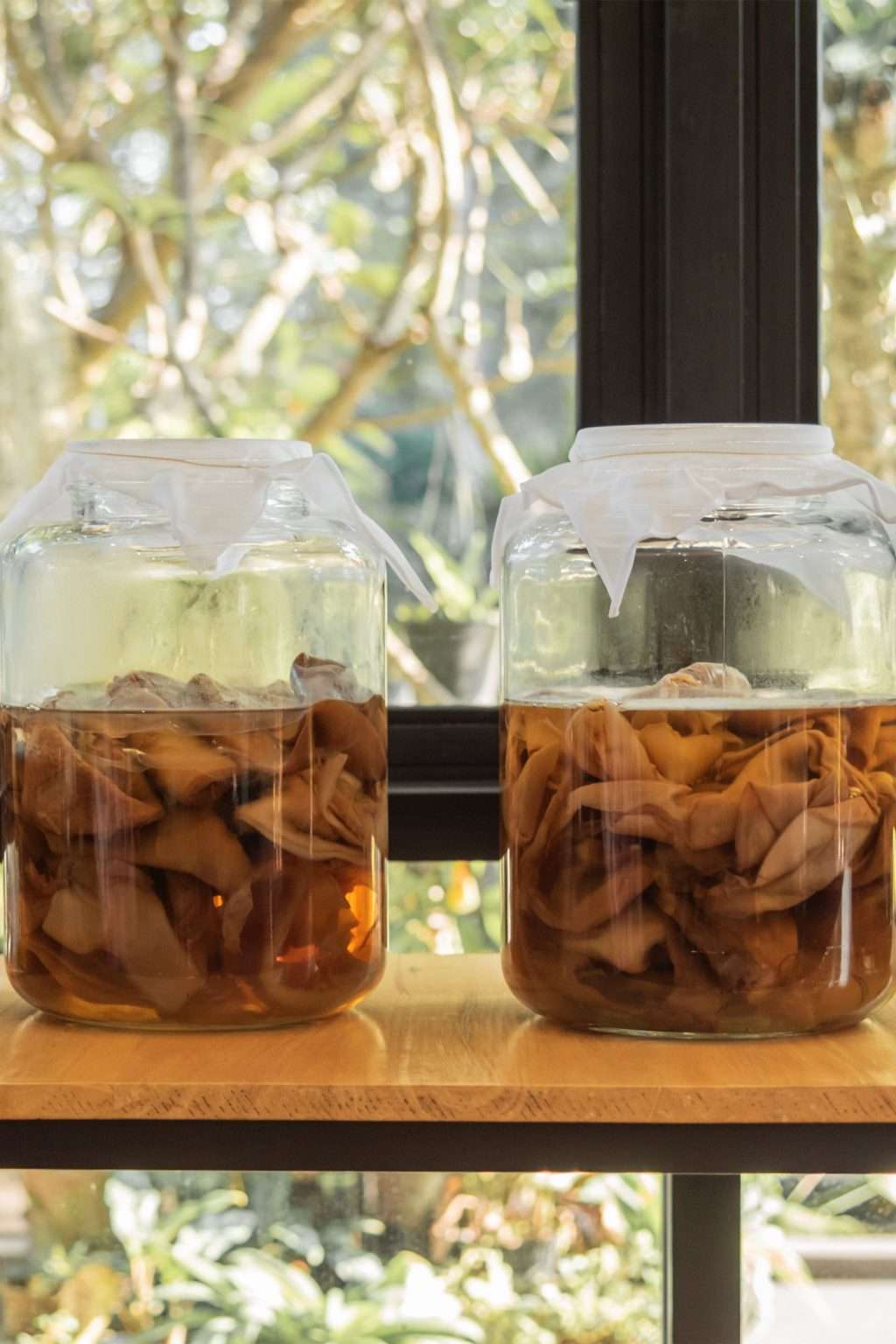 What is a SCOBY? How to Make, Feed, and Store a Kombucha SCOBY