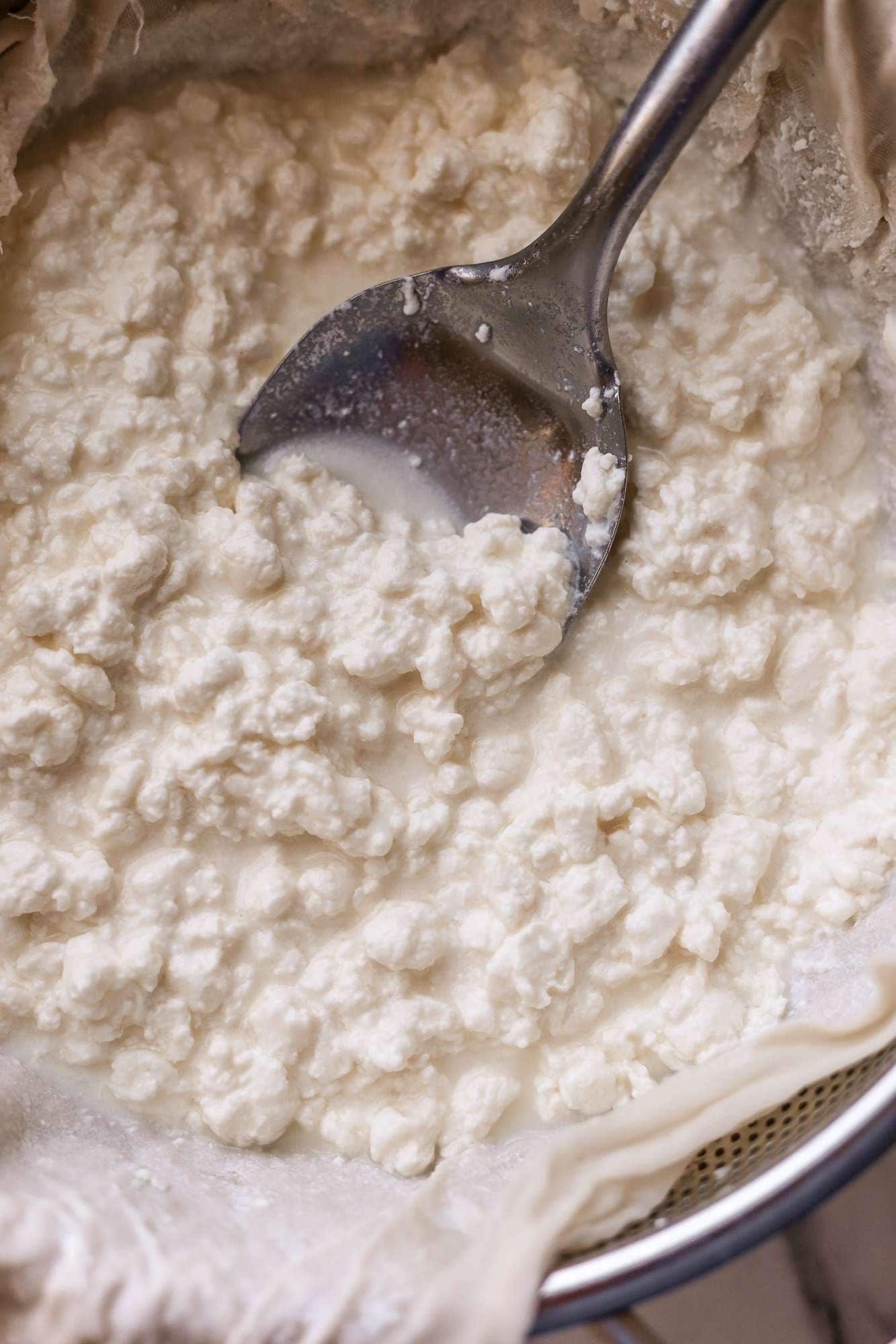 How to Make Cottage Cheese Fermented with Probiotic Cultures
